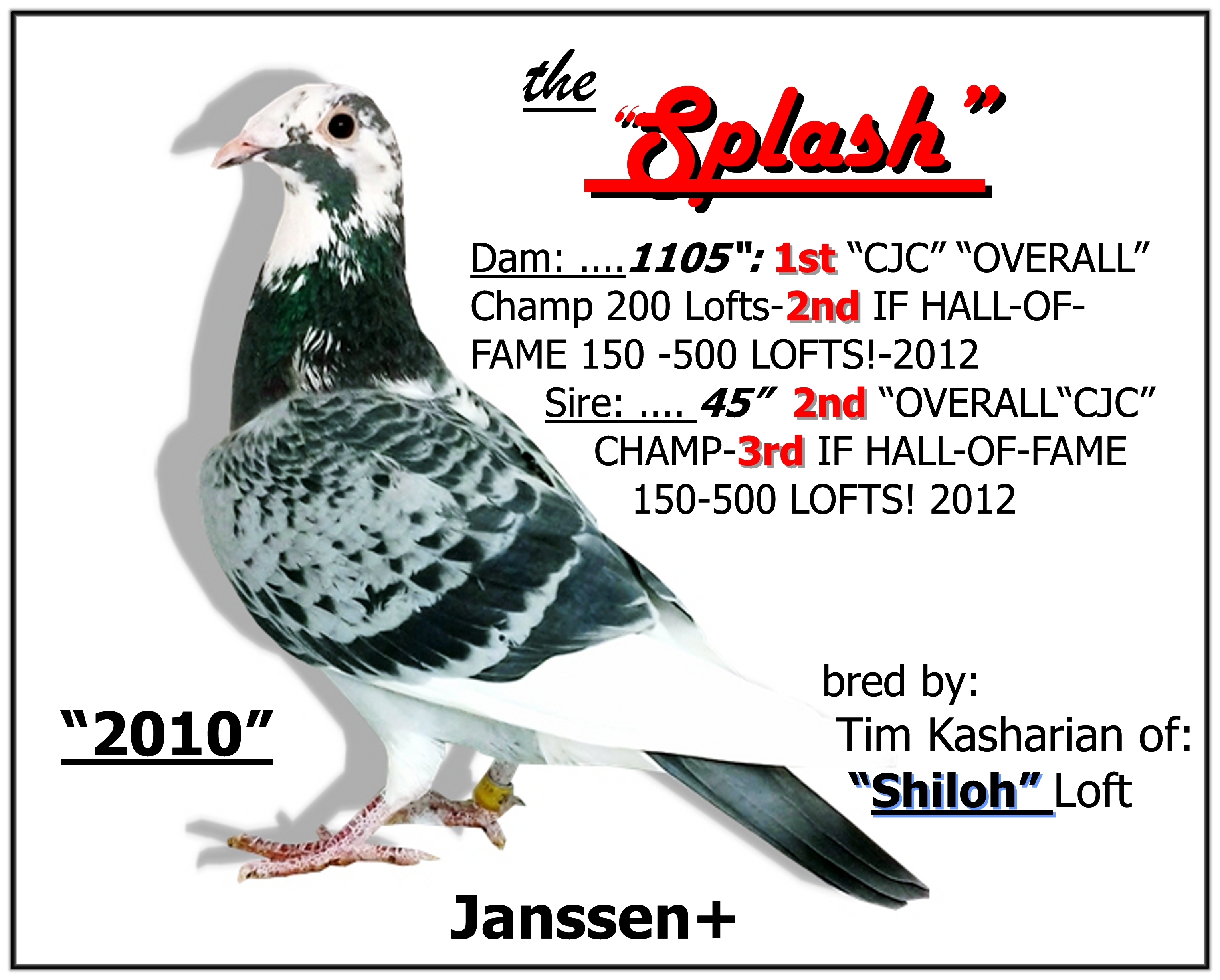 CORDOVALOFTS..CHAMPION LONG DISTANCE RACING PIGEONS